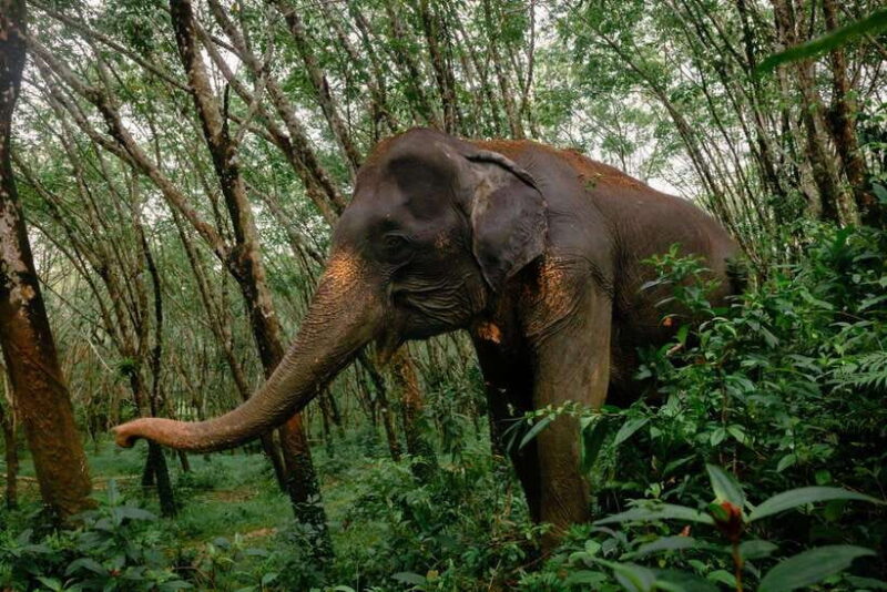 Khao Lak Guided Nature Walk & Elephant Experience - Why This Tour Stands Out