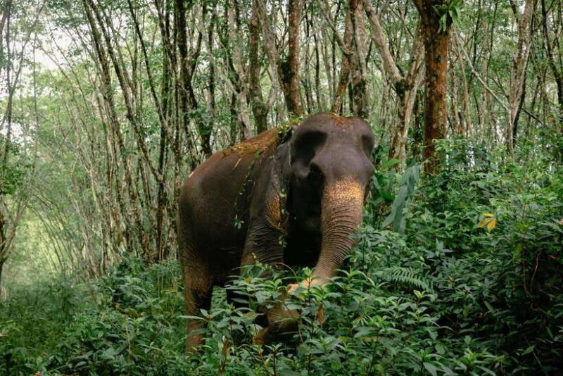 Khao Lak Guided Nature Walk & Elephant Experience - Final Thoughts: Who Will Appreciate This Experience?