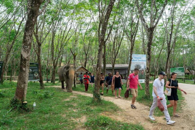 Khao Lak Guided Nature Walk & Elephant Experience - Frequently Asked Questions