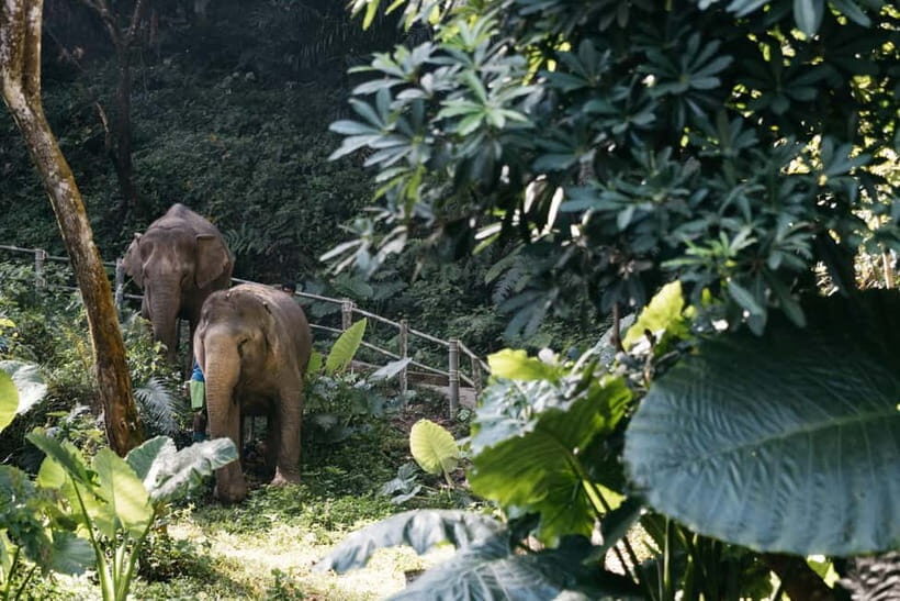Khao Lak: Half Day Elephant Sanctuary w/Meal&Hotel Transfer - What to Expect from This Elephant Sanctuary Tour