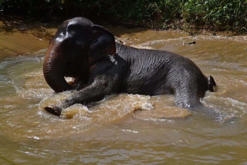 Khao Lak: Khao Sok Elephant Sanctuary and Night Jungle Walk - Analyzing Value and Practicalities