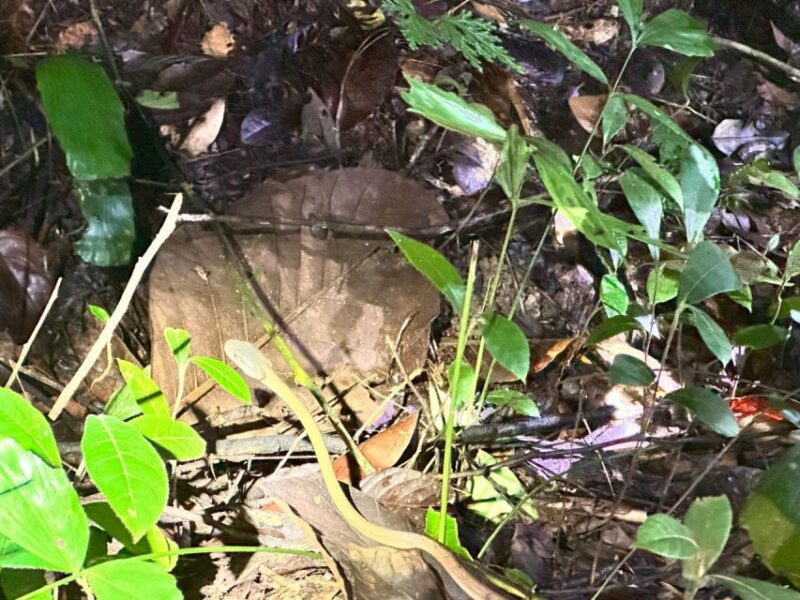 Khao Lak: Khao Sok Elephant Sanctuary and Night Jungle Walk - Final Thoughts: Is This Tour Right for You?