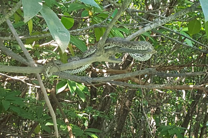 Khao Lak Mangrove Explorers - What Travelers Are Saying