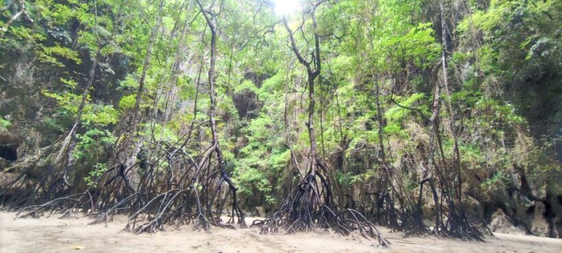 Khao Lak: Phang-Nga Bay Sunrise Trip by VIP Longtail boat - Who is This Tour Best For?