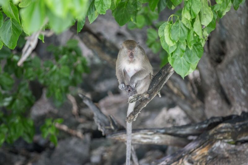 Khao Lak: Phi Phi Island, Maya Beach and Snorkeling Day Trip - Final Thoughts