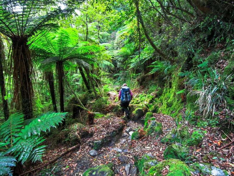 Khao Lak: Private Khao Sok Jungle Safari with Bamboo Rafting - Who is this tour best for?