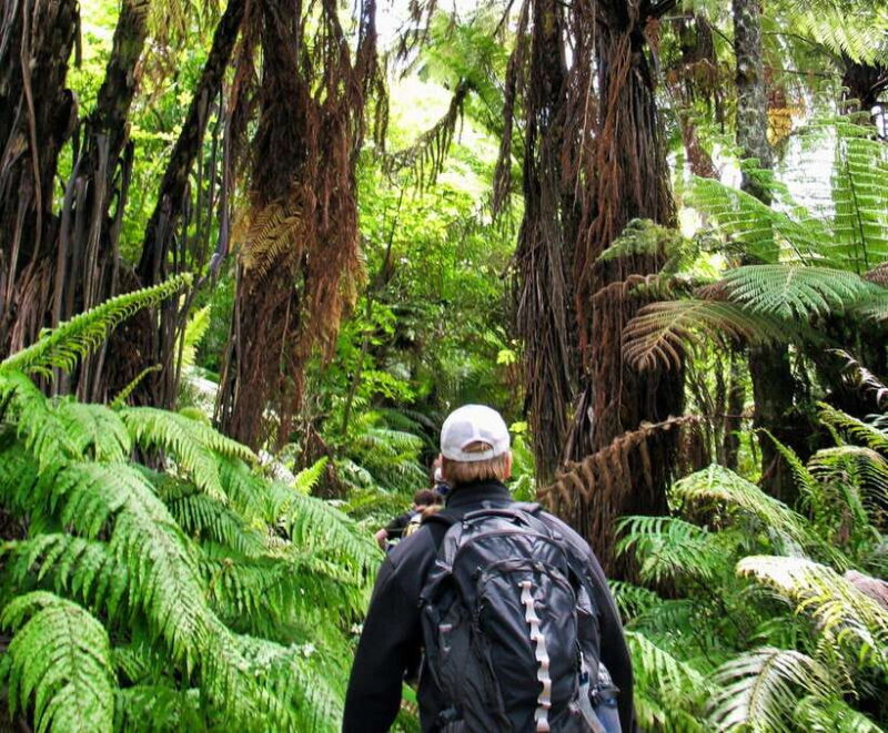 Khao Lak: Private Khao Sok Jungle Safari with Bamboo Rafting - Who Should Consider This Tour?