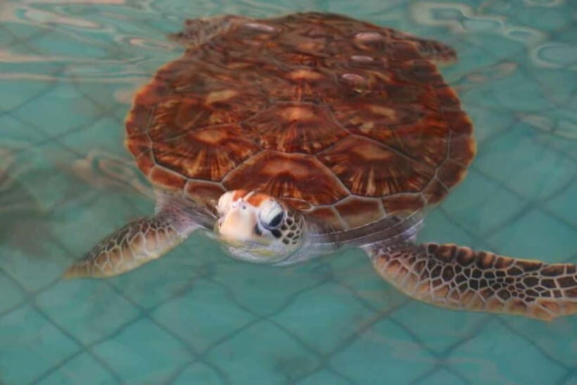 Khao Lak: Rafting, Elephant Bathing & Sea Turtle Center Tour - Who Should Consider This Tour?