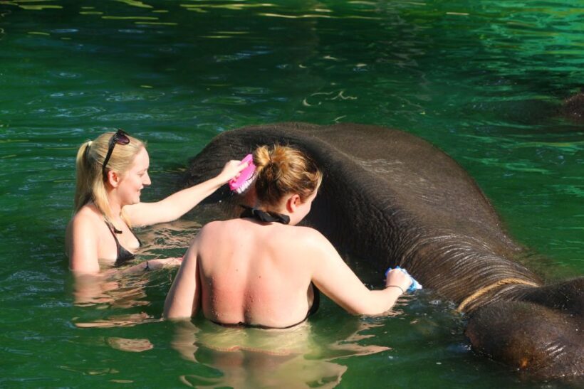 Khao Lak: Rafting, Elephant Bathing & Sea Turtle Center Tour - Khao Lak: Rafting, Elephant Bathing & Sea Turtle Center Tour