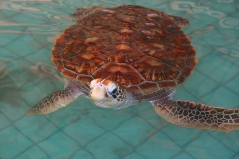 Khao Lak: Rafting, Elephant Bathing & Sea Turtle Center Tour - The Sum Up