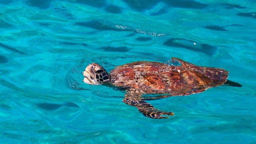 Khao Lak : Similan Islands Speed Catamaran Premium Morning - Final Thoughts: Who Would Love This Tour?