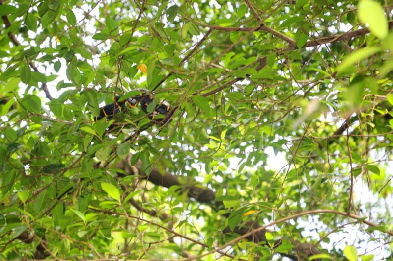 Khao Lak: Sri Phang Nga Canoe and Tam Nang Waterfall Tour - What Makes This Tour Stand Out?