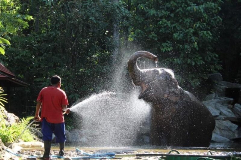 Khao Lak: Unique Dawn Ethical Elephant Sanctuary Experience - Authentic and Ethical: The Heart of This Experience