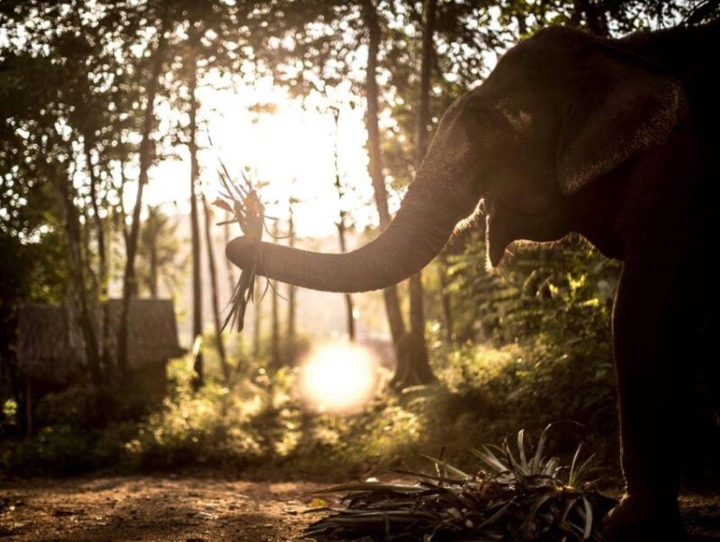 Khao Lak: Unique Dusk Ethical Elephant Sanctuary Experience - Who Should Consider This Tour?