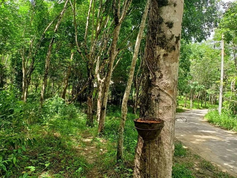 Khao Laks Best: Elephant Sanctuary,Rubber Tapping&Waterfall - An Honest Look at the Experience