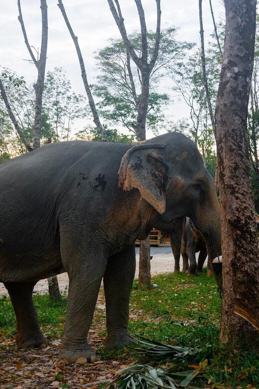 Khao Laks Best: Elephant Sanctuary,Rubber Tapping&Waterfall - Authentic Experiences Backed by Reviews