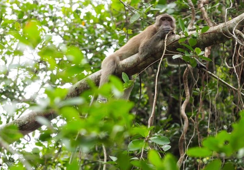 Khao Lak's Little Amazon: Canoe, Trek & Waterfall Day Trip - Who Should Consider This Tour?