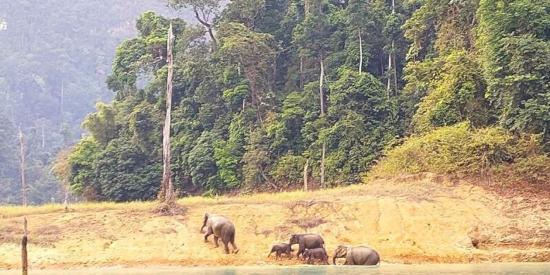 Khao Sok: Cheow Lan Lake Sunset Cruise w/ Drinks - Cost and Value