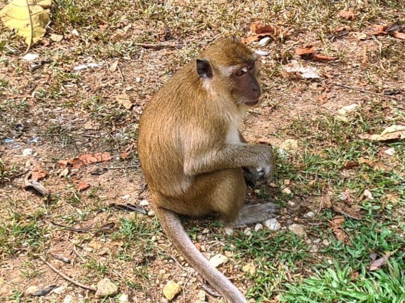 Khao Sok - Culture & Nature, Day Trip - Who This Tour Is Best For