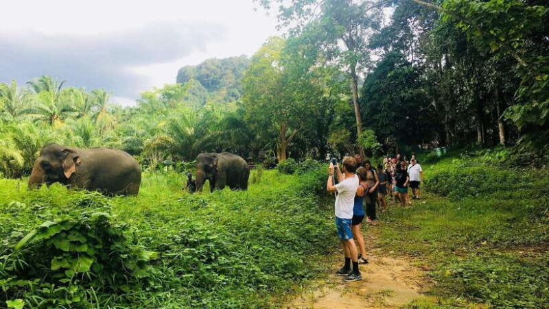 Khao Sok: Ethical Elephant Experience & Nature Walk - Key Points