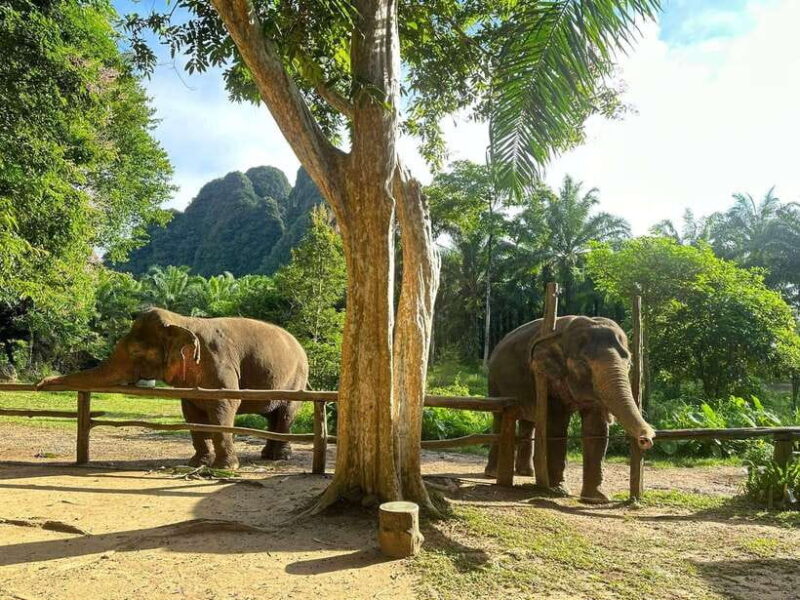 Khao Sok: Ethical Elephant Experience & Nature Walk - The Sum Up