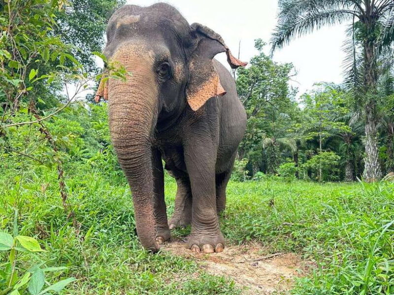 Khao Sok: Ethical Elephant Experience & Nature Walk - FAQ