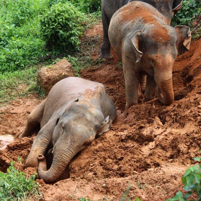 Khao Sok: Ethical Elephant Sanctuary Experience - The Value of This Ethical Approach