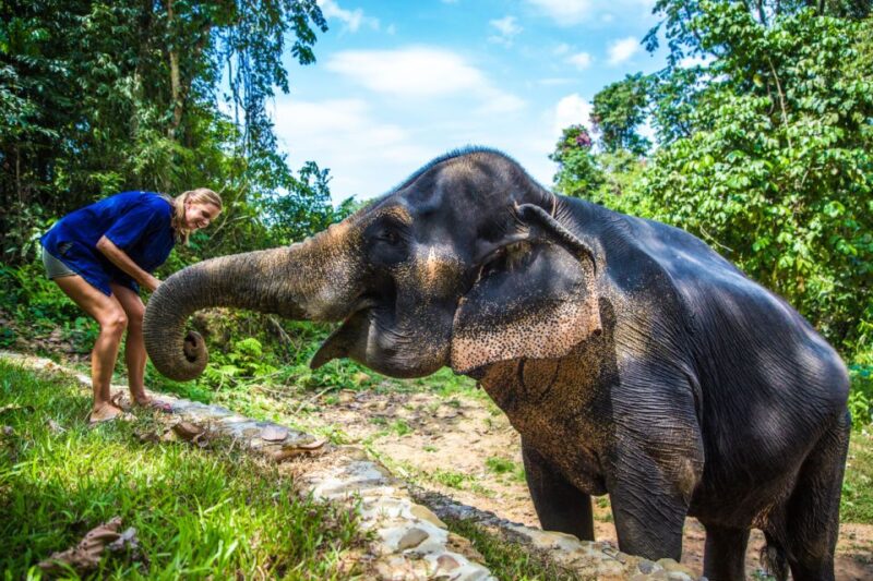 Khao Sok: Ethical Elephant Sanctuary Experience - Who Should Consider This Tour?