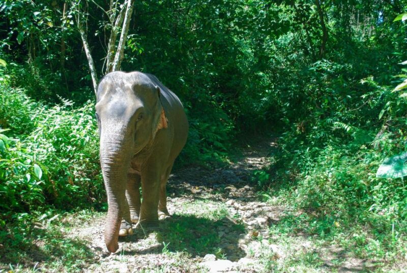 Khao Sok: Ethical Elephant Sanctuary Experience - FAQ