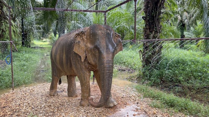 Khao Sok: Ethical Elephant Sanctuary Visit - Key Points