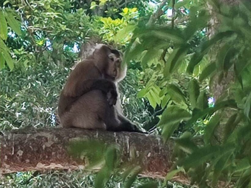 Khao Sok Jungle Day Trip - Jungle Trekking & Bamboo Rafting - Key Points