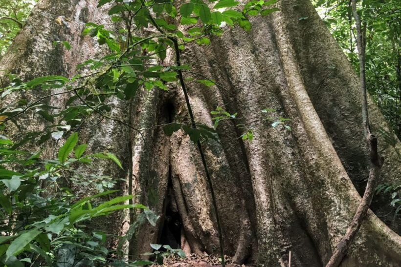 Khao Sok Jungle Day Trip - Jungle Trekking & Bamboo Rafting - Thai Lunch with Scenic Views