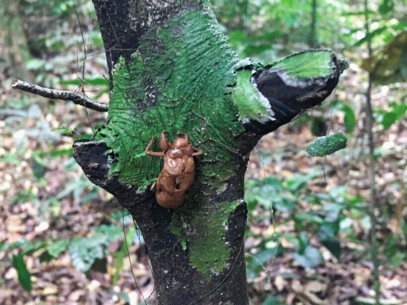Khao Sok Jungle Day Trip - Jungle Trekking & Bamboo Rafting - Bamboo Rafting – A Peaceful Cruise