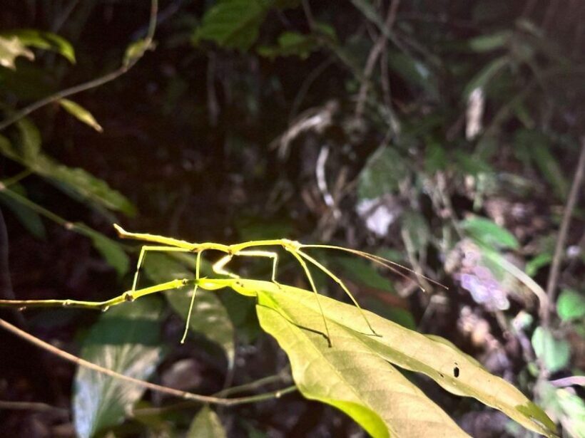 Khao Sok Jungle Sunset Wildlife Encounter & Bamboo Rafting - The Value of This Tour