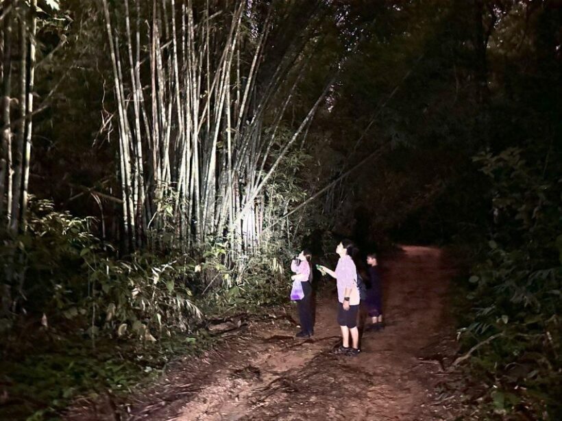 Khao Sok Jungle Sunset Wildlife Encounter & Bamboo Rafting - Final Thoughts