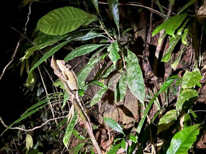 Khao Sok Jungle Sunset Wildlife Encounter & Bamboo Rafting - FAQs