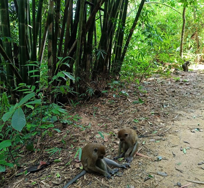 Khao Sok: Private Day Trekking, Jungle Dinner & Night Safari - An In-Depth Look at the Tour