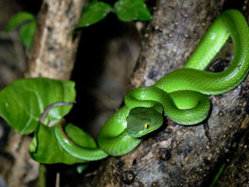 Khao Sok: Private Night Safari Adventure w/ Hotel Transfer - Does the Tour Offer Good Value?