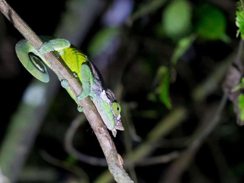 Khao Sok: Private Night Safari Adventure w/ Hotel Transfer - Authentic Reviews and Insights