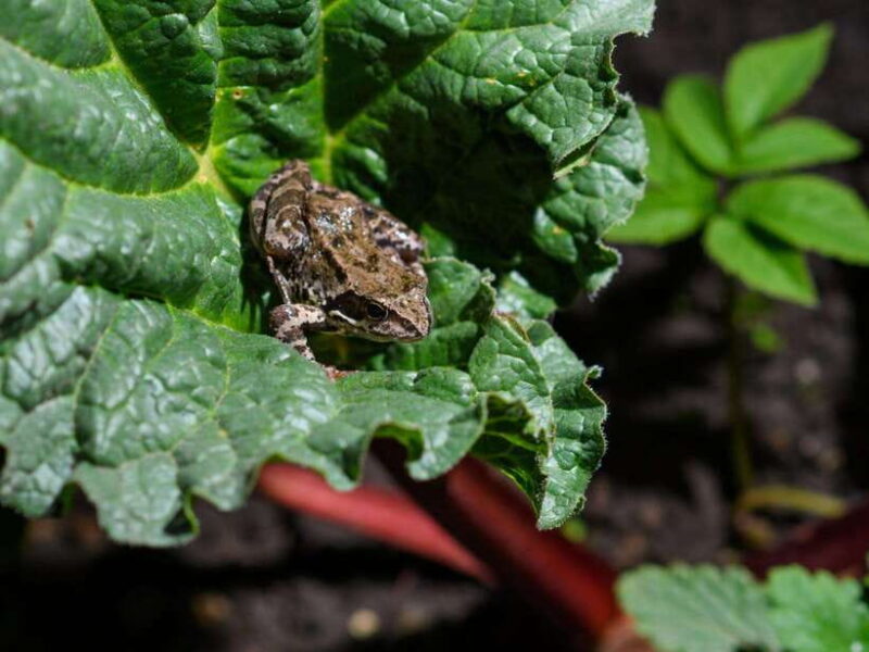 Khao Sok: Private Night Safari Adventure w/ Hotel Transfer - Summary: Is This Night Safari Right for You?