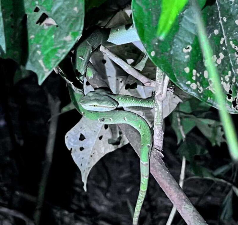 Khao Sok: Private Night Safari Adventure w/ Hotel Transfer - Frequently Asked Questions