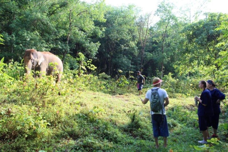 Khao Sok: Unique Dawn Ethical Elephant Sanctuary Experience - FAQ