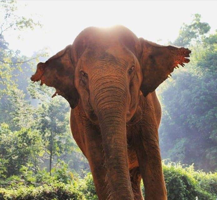 Khao Sok: Unique Dusk Ethical Elephant Sanctuary Experience - What Makes This Tour Stand Out?