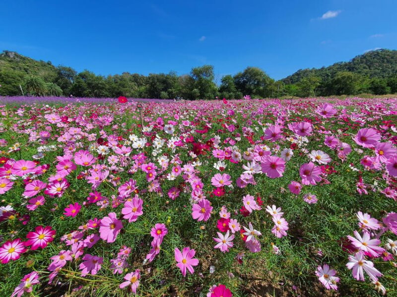 Khao Yai: All-Time Favorites Private Car Tour from Bangkok - FAQ