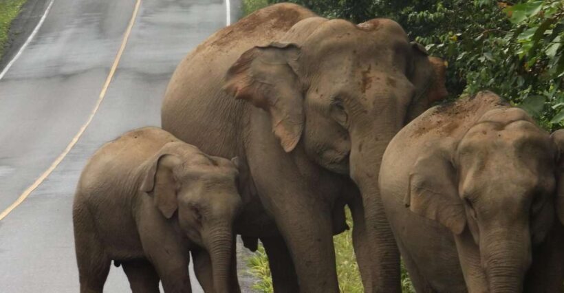 Khao Yai National Park: 2-Day Private Tour from Bangkok - The Experience and What It Means for You