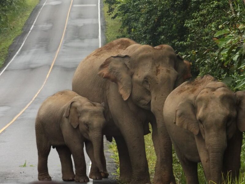 Khao Yai National Park: 2-Day Private Tour from Bangkok - Key Points