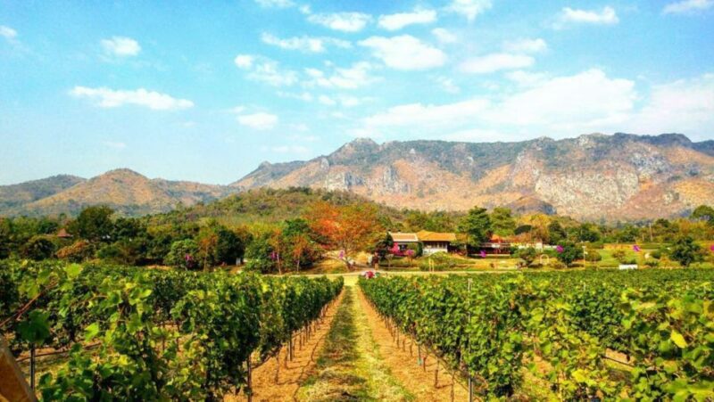 Khao Yai Vineyard Tasting Tour & Horse Farm Visit - Key Points