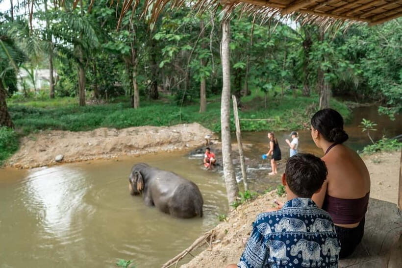 Khaolak: Elephant Sanctuary Hightlights Guide & Forage Tour - Introduction