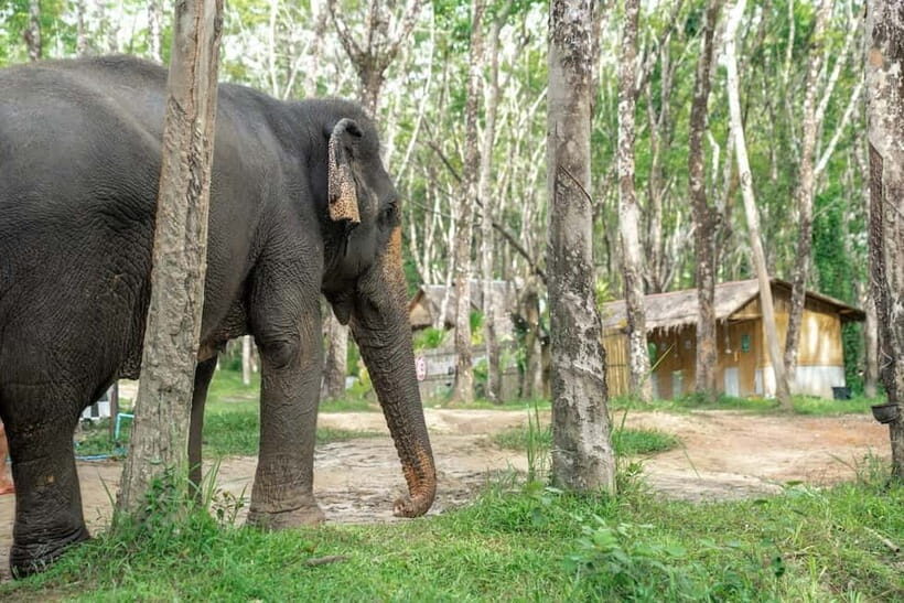 Khaolak: Elephant Sanctuary Hightlights Guide & Forage Tour - Who Should Consider This Tour?