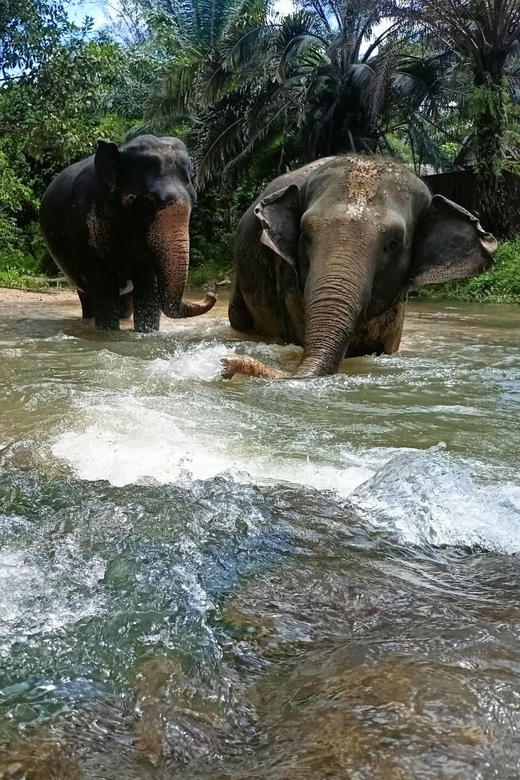 Khaolak Ethical Elephant Nature Park Visit with Lunch - Who Will Love This Tour?